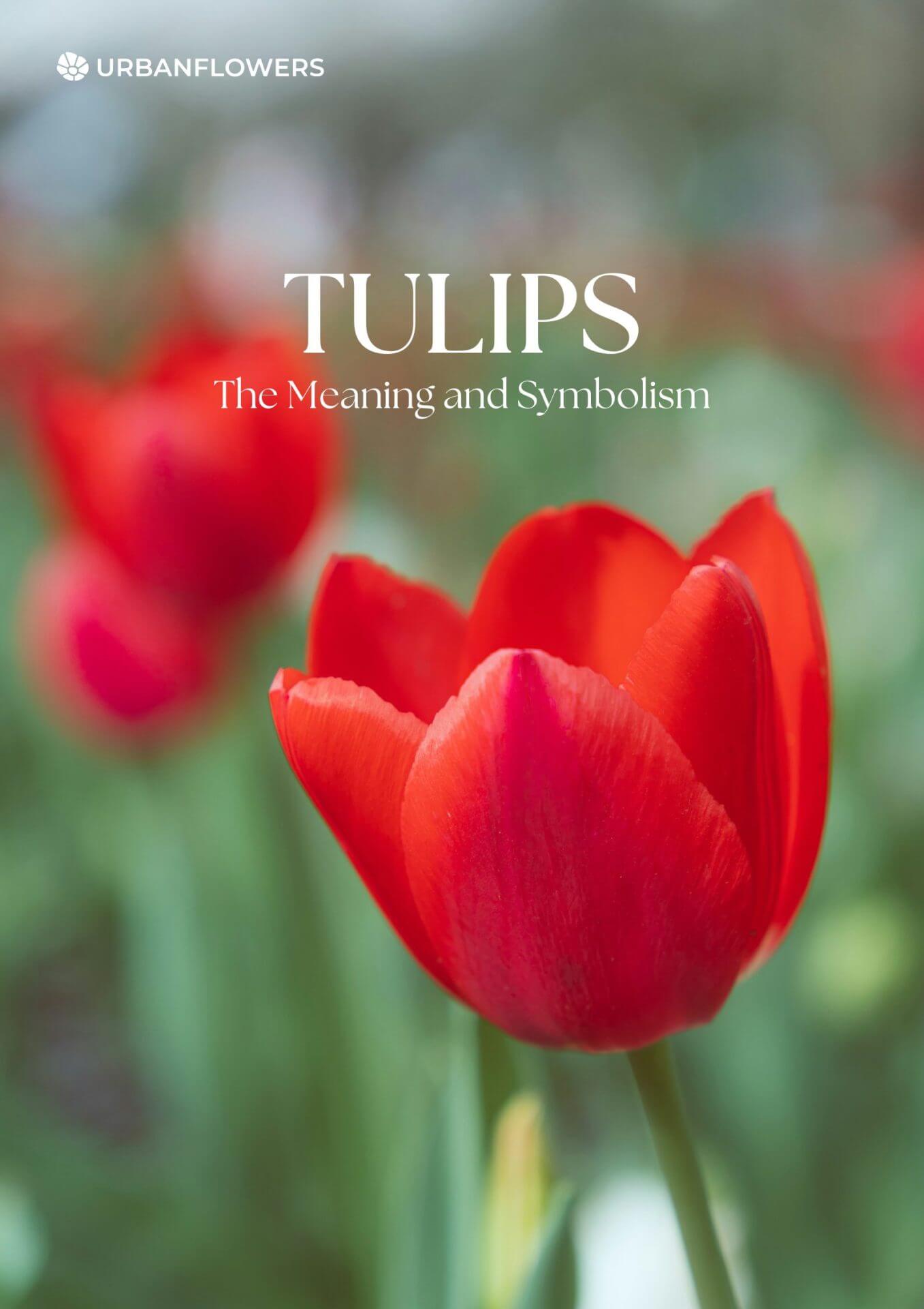 The Meaning And Symbolism Of Tulips | UrbanFlowers
