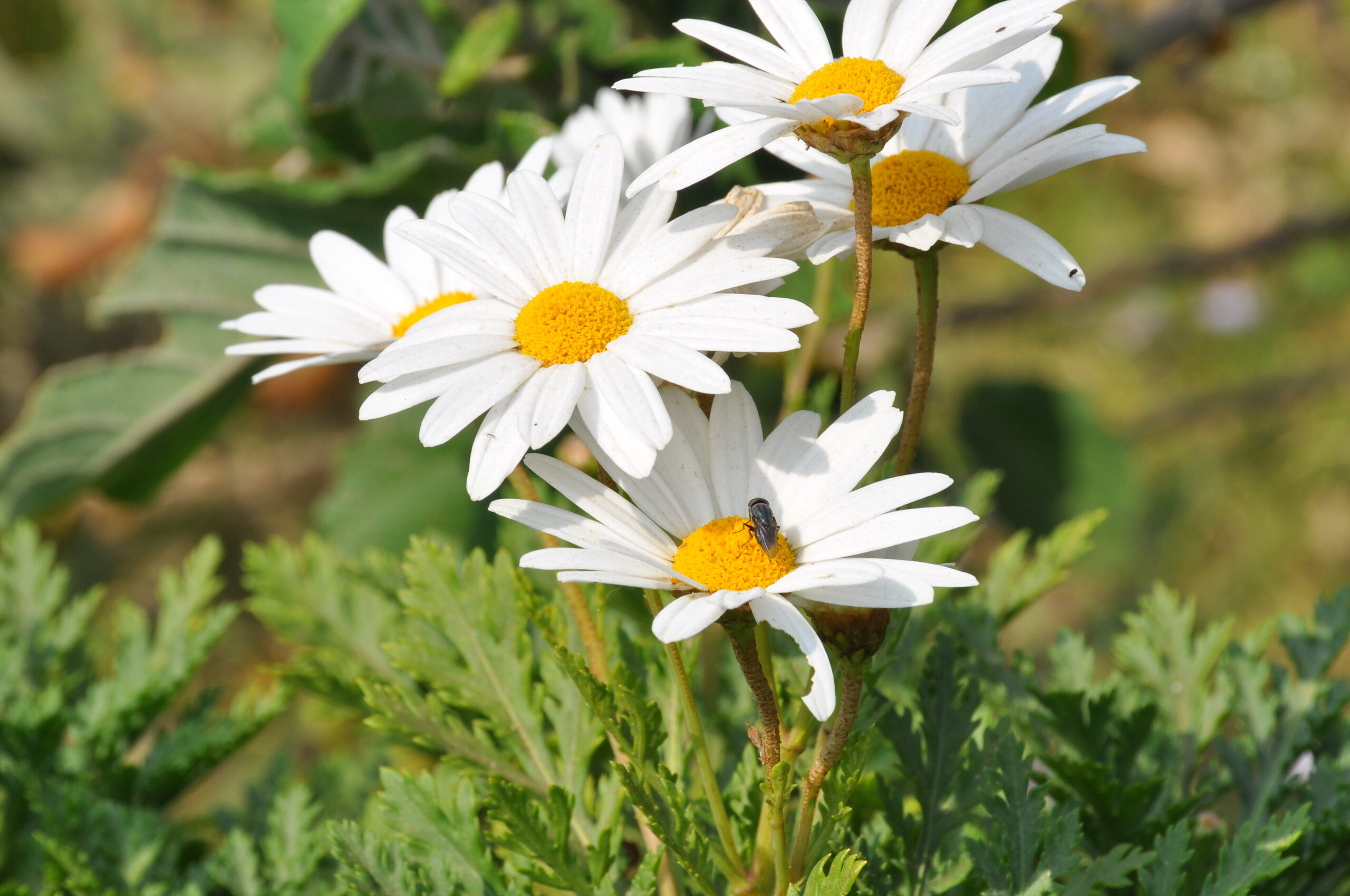 White Gerbera Daisy Meaning | Urbanflowers