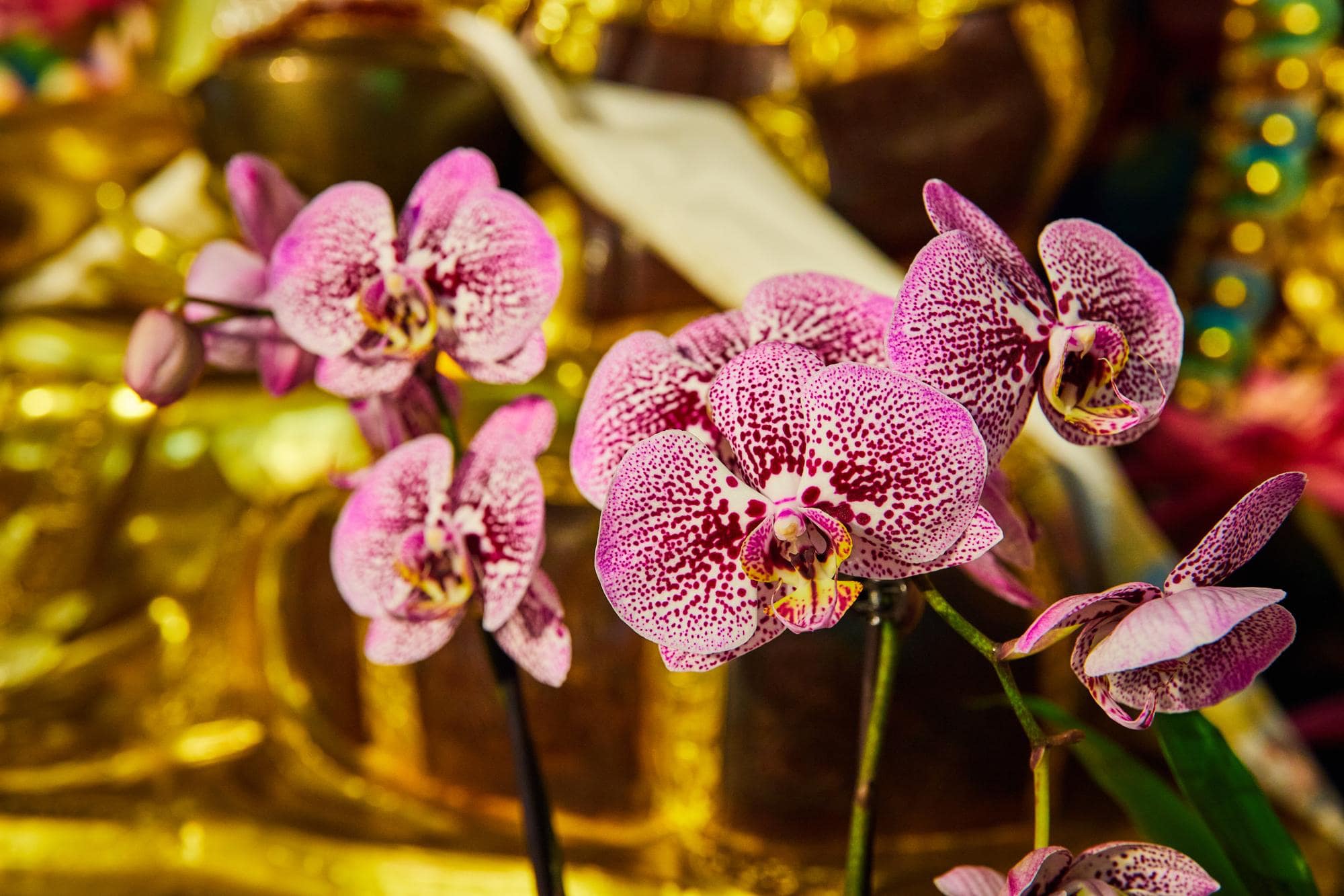 Important Flowers in Buddhism: Meaning of Lotus, & More