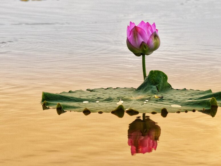 Important Flowers in Buddhism: Meaning of Lotus, & More